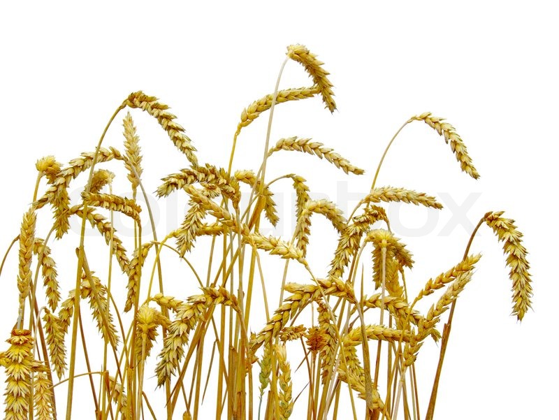 Weizen | Stock Bild | Colourbox