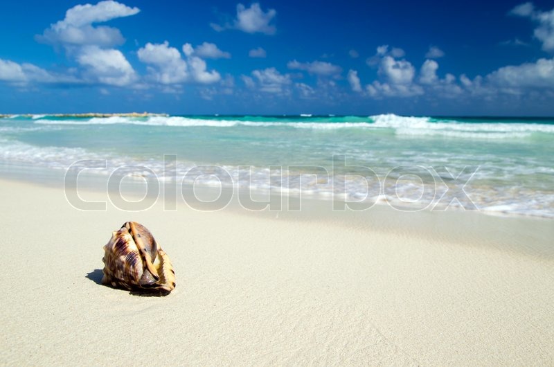 Seashell on the caribbean beach | Stock image | Colourbox