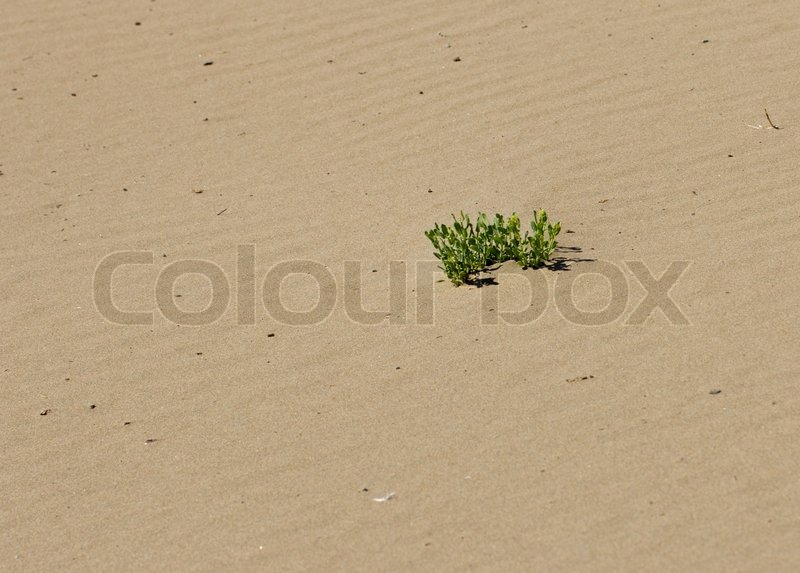 Grass growing in the sand | Stock image | Colourbox