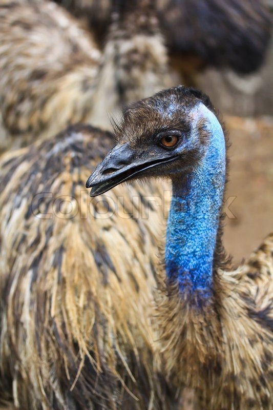 Emu fugl i zoo | Stock foto | Colourbox