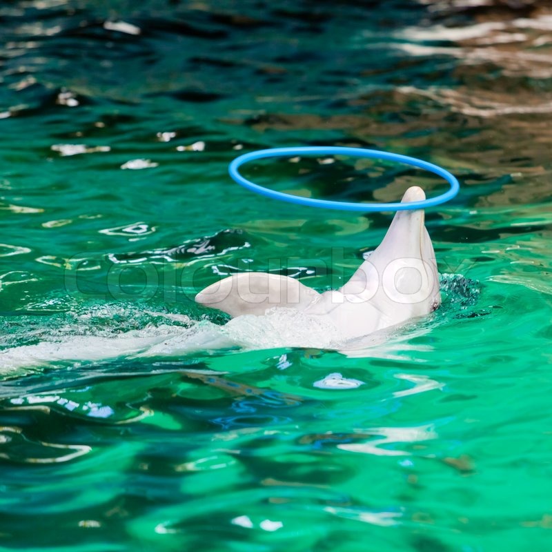 Dolphin playing with a hoop | Stock image | Colourbox