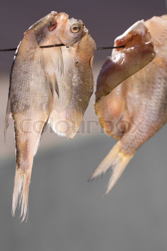 Stockfish | Stock image | Colourbox