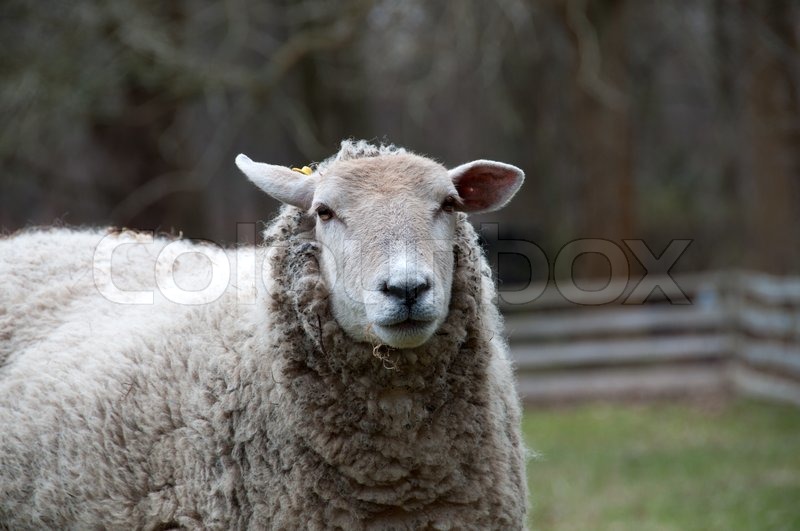Sheep | Stock Photo | Colourbox