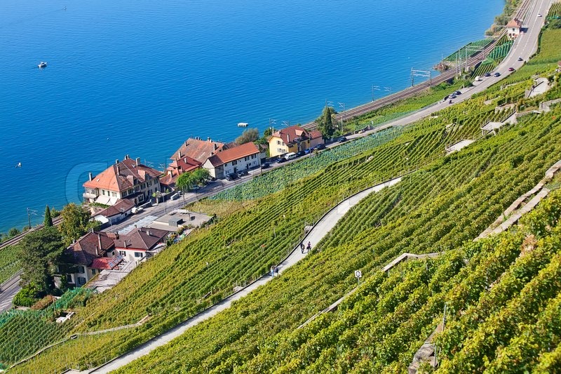Vineyards of the Lavaux region over ... | Stock image | Colourbox