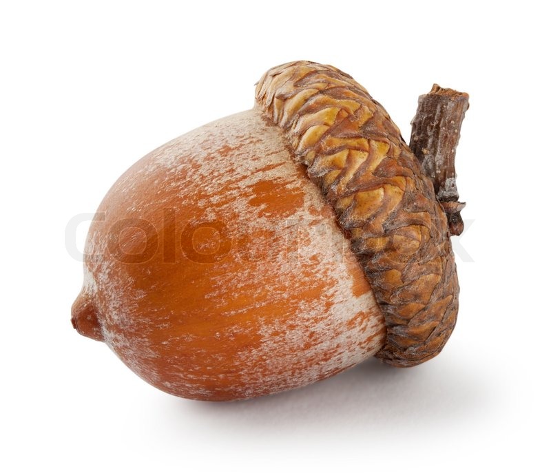 Ripe brown acorn isolated on white ... | Stock image | Colourbox