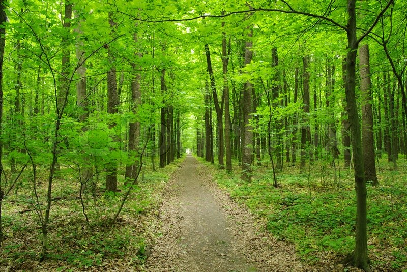 Green forest | Stock image | Colourbox