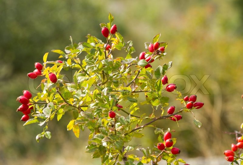 Wild brier on the green background | Stock image | Colourbox