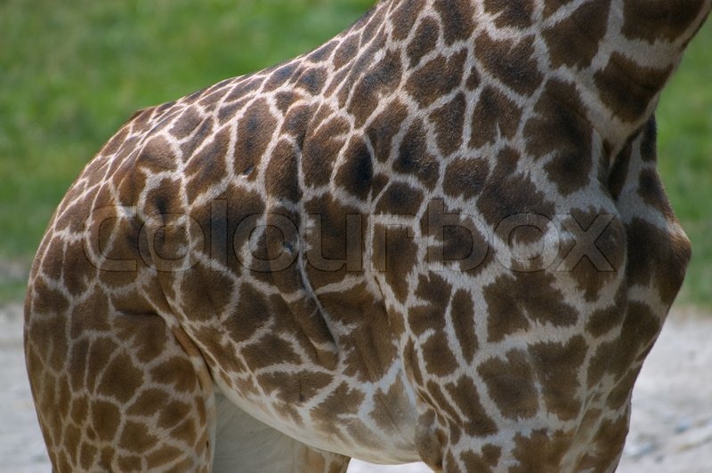 Close-up of a giraffes body. Great ... | Stock image | Colourbox