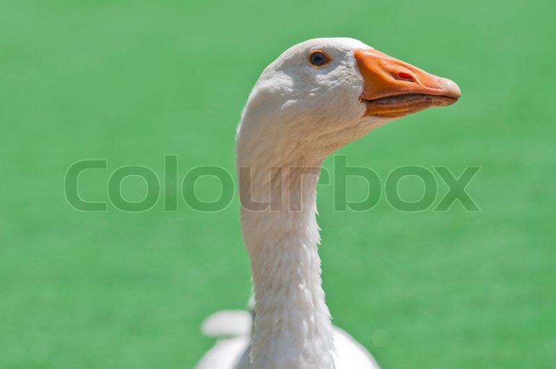 Weiße Gans | Stock Bild | Colourbox