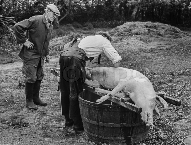 Slaughter of pigs | Stock image | Colourbox