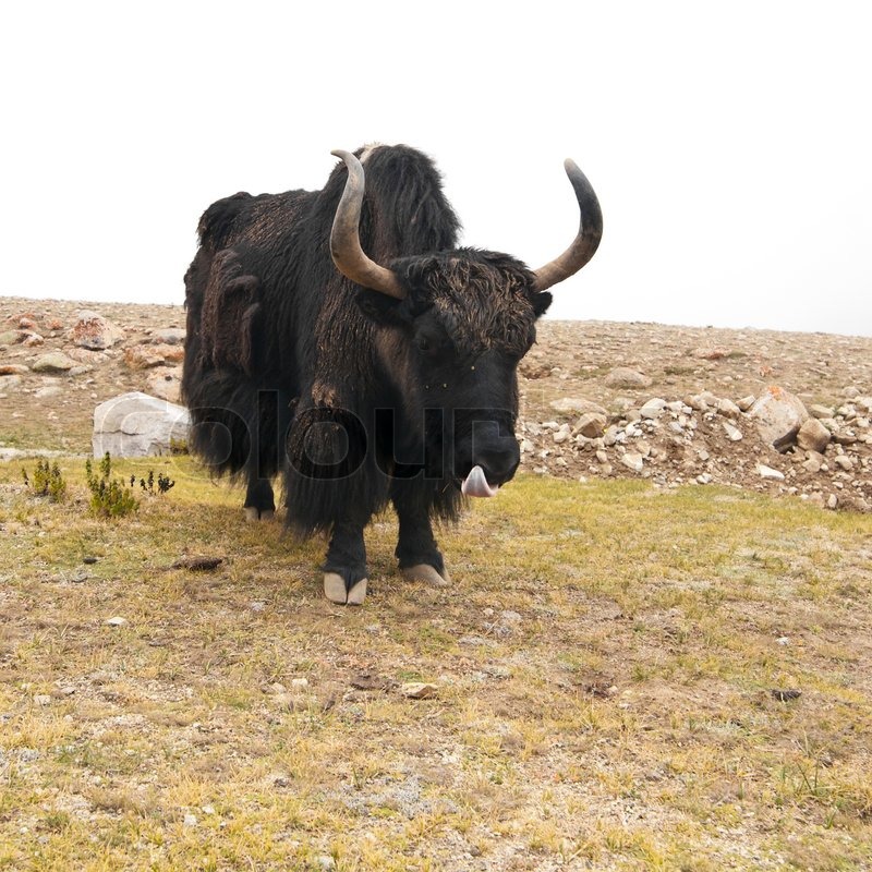 Close up wild yak in Himalaya mountains | Stock image | Colourbox