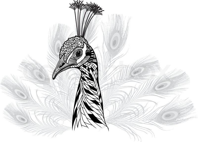 Peacock Head Vector