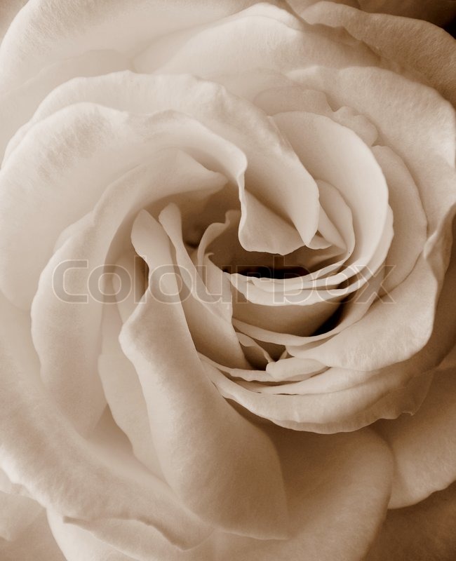 "Sepia photo of a perfect rose - close ... | Stock image | Colourbox