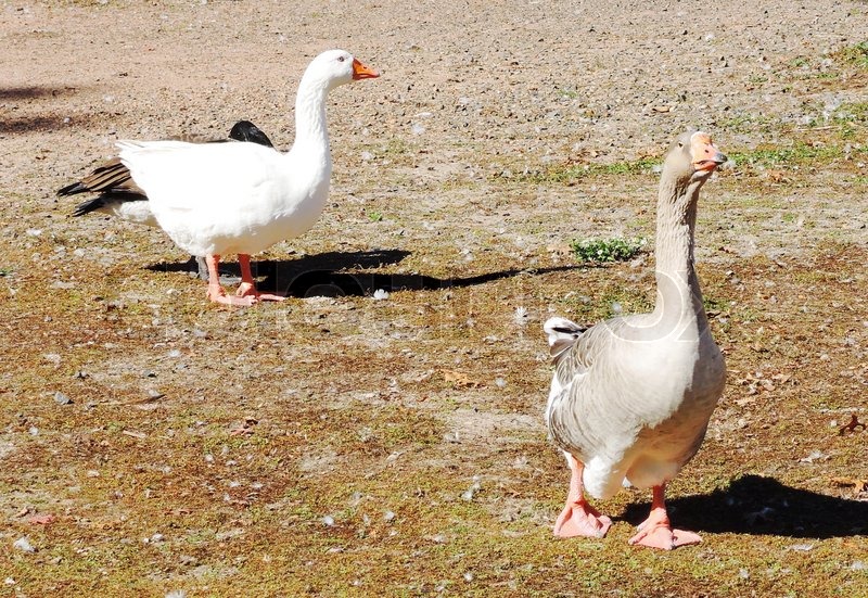 Wild geese | Stock Photo | Colourbox