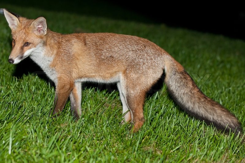 Wild røde ræv | Stock foto | Colourbox