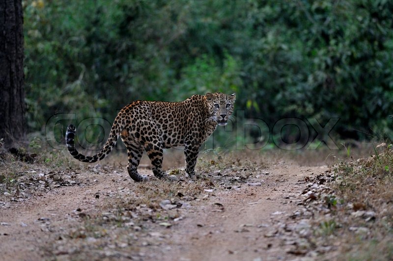 A Leopard in Kanha tiger reserve in ... | Stock image | Colourbox