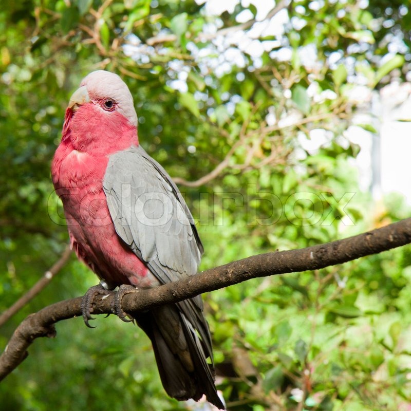 Bunter Papagei sitzt auf der Stange | Stock Bild | Colourbox