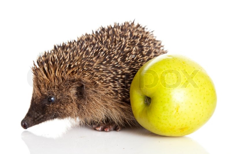 Hedgehog with apple | Stock Photo | Colourbox