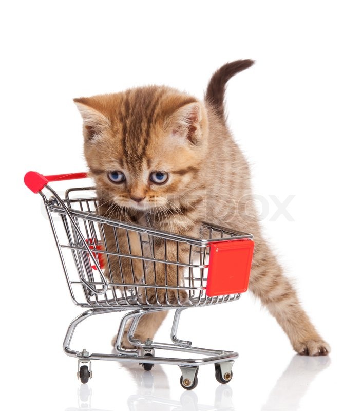 British cat with shopping cart isolated ... | Stock image | Colourbox