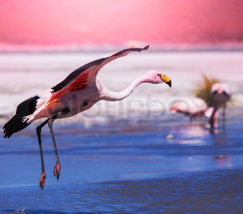 Flamingo | Stock Bild | Colourbox