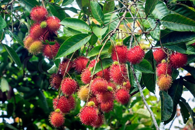 Frische Bio- rambutan am Baum, Thailand | Stock Bild | Colourbox