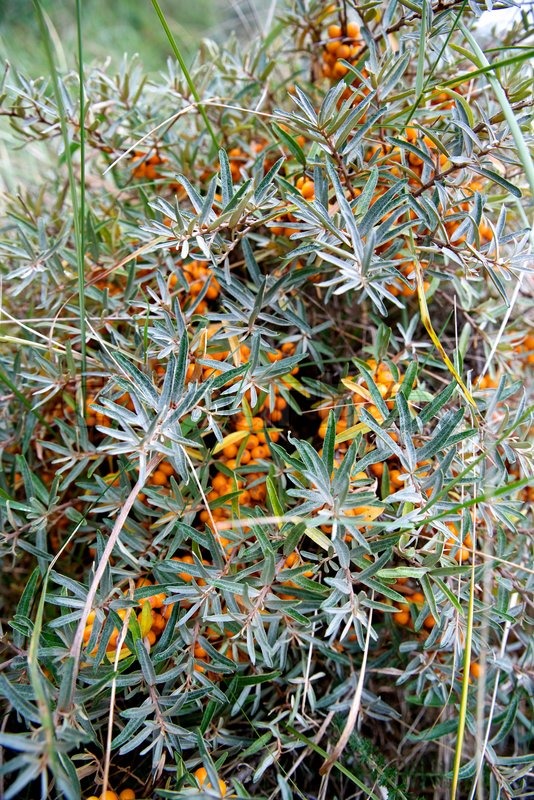 Havtorn ved vesterhavet | Stock foto | Colourbox