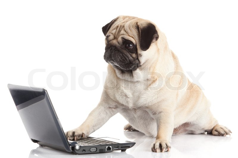 Mops mit Laptop | Stock Bild | Colourbox