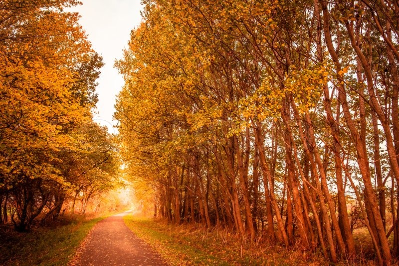 Beautiful autumn landscape in warm ... | Stock image | Colourbox