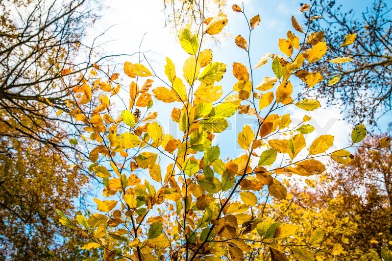 Spring leafs on a tree at autumn time | Stock image | Colourbox