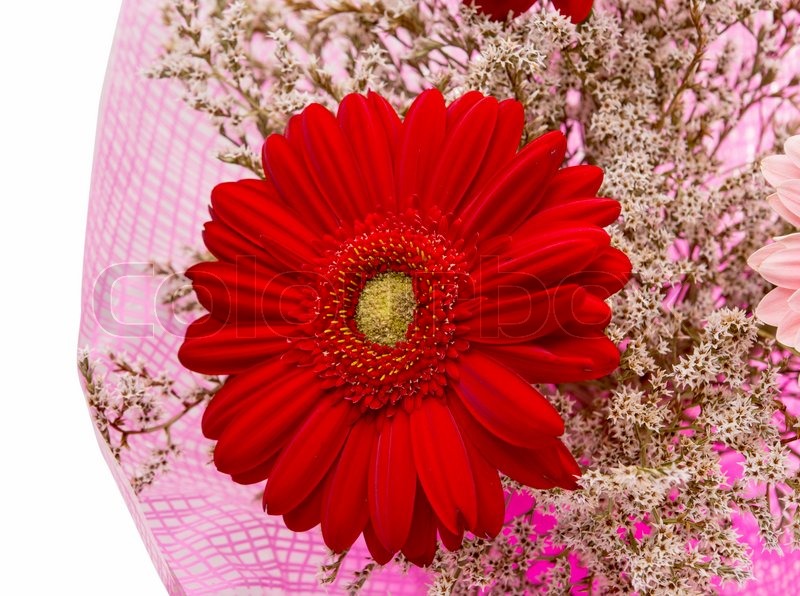Bouquet of gerbera isolated | Stock Photo | Colourbox