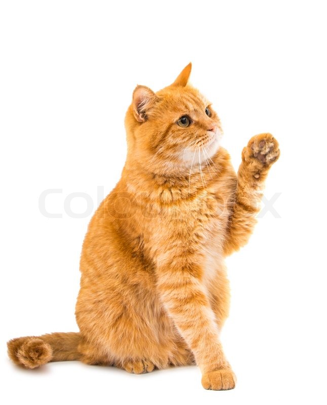 Ginger cat isolated on white background | Stock image | Colourbox