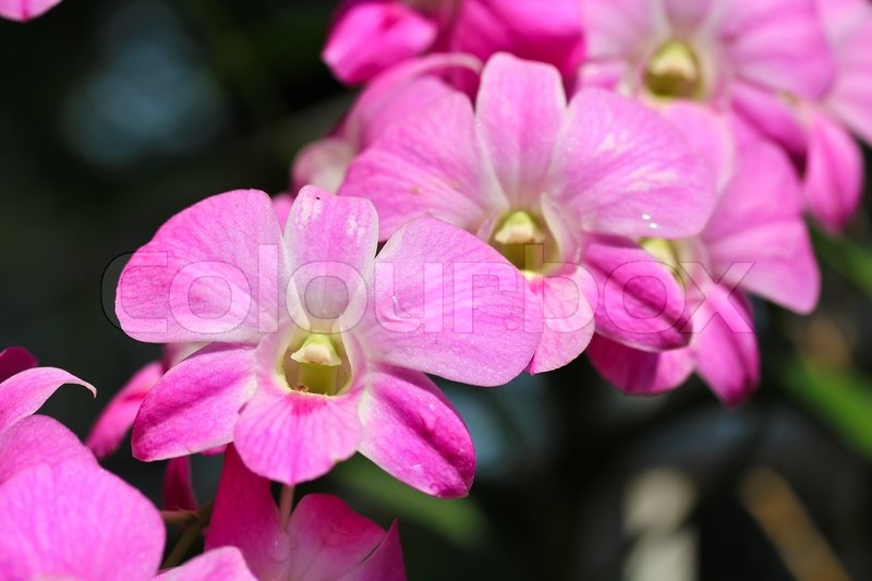 Orkidé | Stock foto | Colourbox