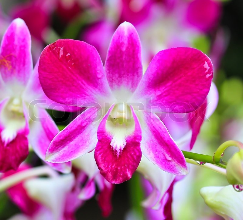 Orkidé | Stock foto | Colourbox