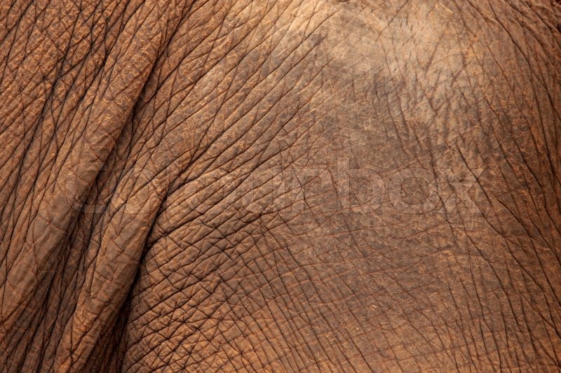 Close up of Elephant skin | Stock image | Colourbox