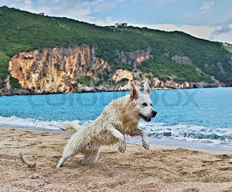 Labrador retriever on the beach | Stock image | Colourbox