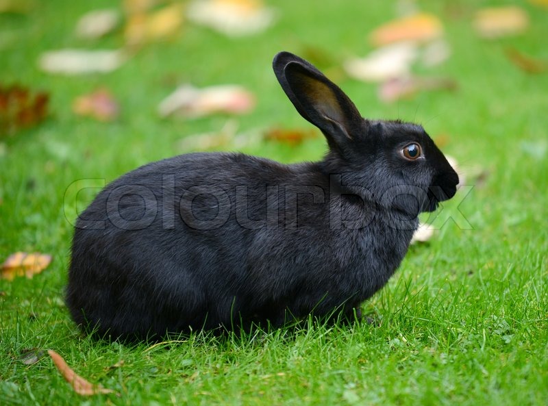 Black rabbit | Stock Photo | Colourbox