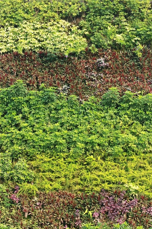 Vertical garden natural green leaf ... | Stock image | Colourbox