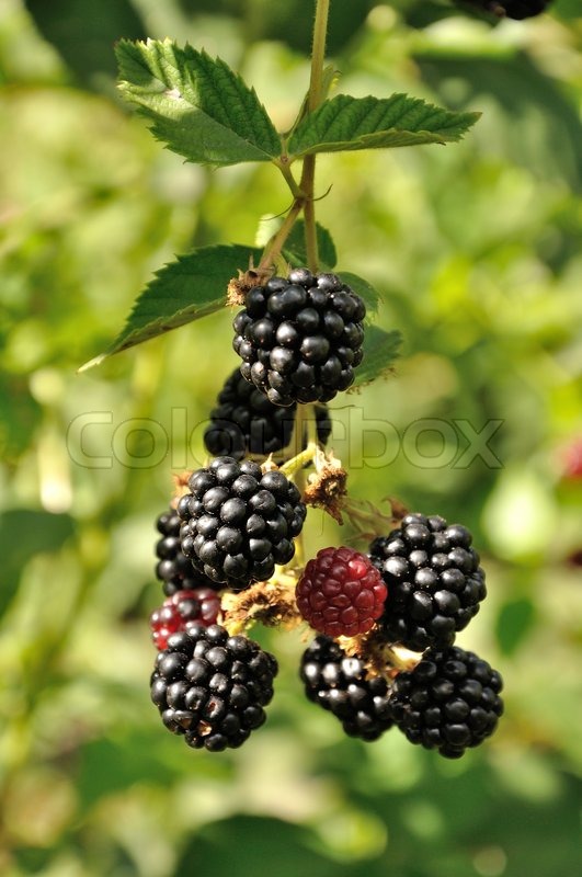 Growing branch of ripe blackberry in ... | Stock Photo | Colourbox