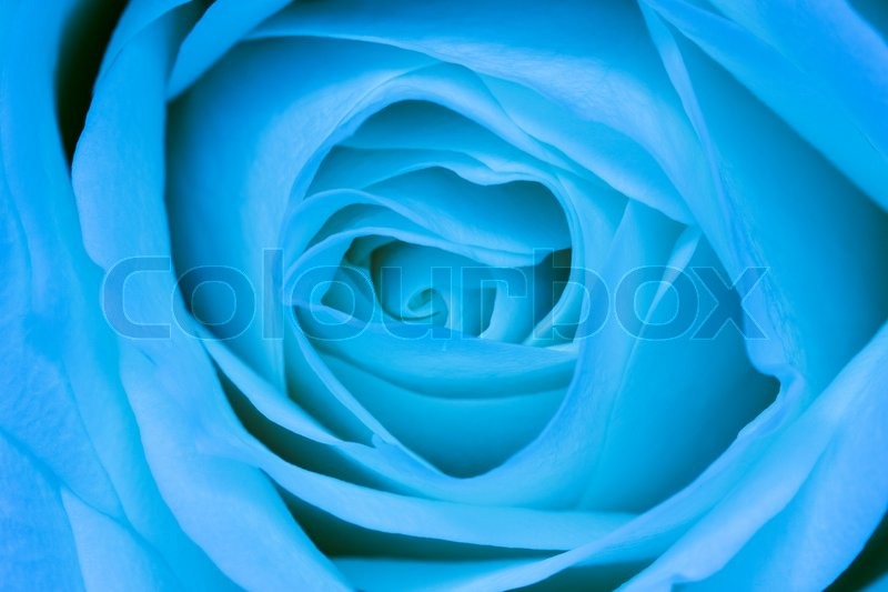 Blue rose petals | Stock image | Colourbox