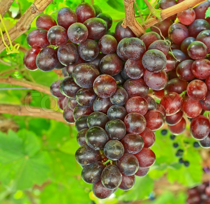 Rote Trauben | Stock Bild | Colourbox