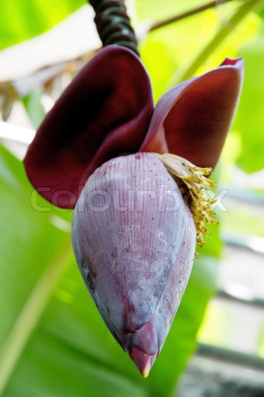Banana blossom | Stock image | Colourbox