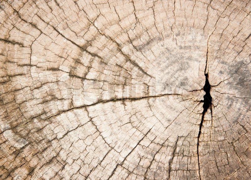 Sawn cracked timber showing annual ... | Stock image | Colourbox