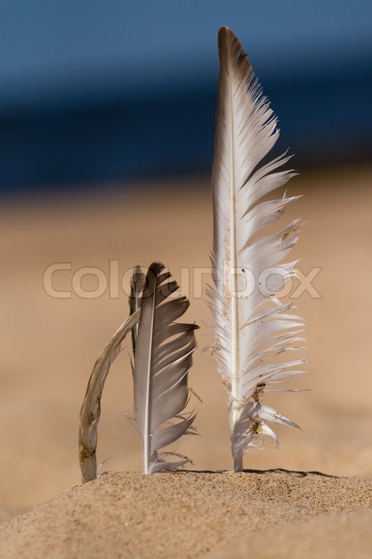 Seagull feather in beach | Stock image | Colourbox