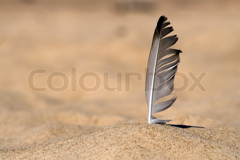 Seagull feather in beach | Stock image | Colourbox
