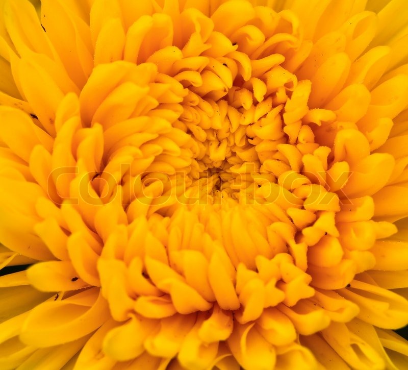 Beautiful chrysanthemum in thailand | Stock image | Colourbox