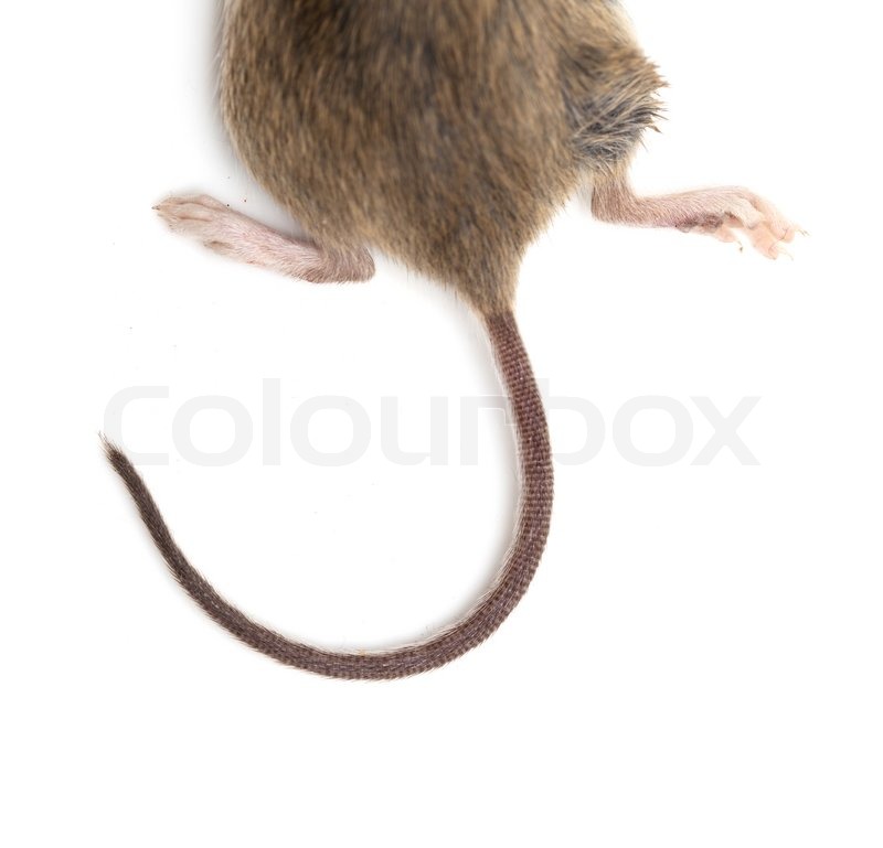 Tail of the mouse. macro | Stock image | Colourbox
