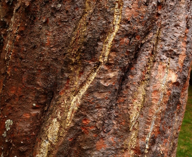 Detailed close up of a tree trunk | Stock image | Colourbox