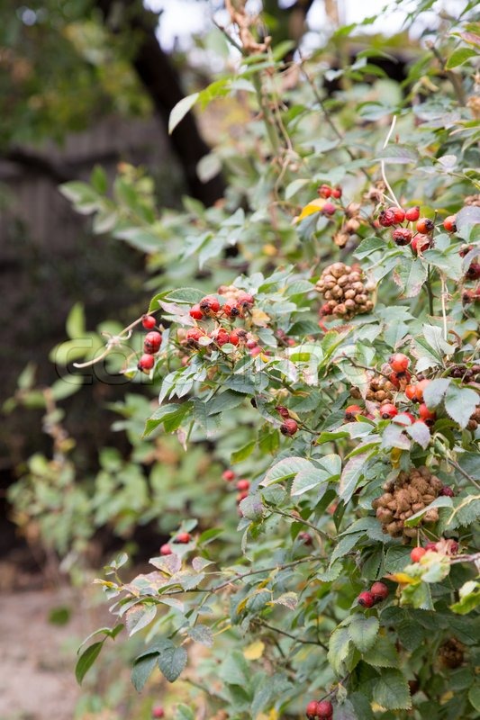 Vilde roser i naturen | Stock foto | Colourbox