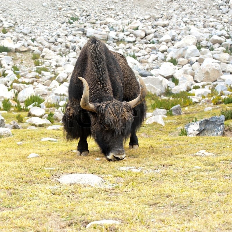 Close up wild yak in Himalaya ... | Stock image | Colourbox