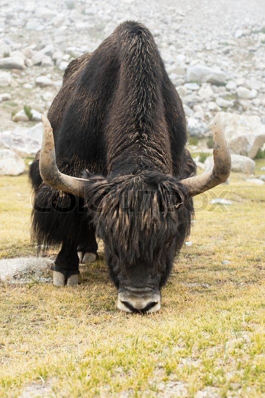 Close up wild yak in Himalaya ... | Stock image | Colourbox